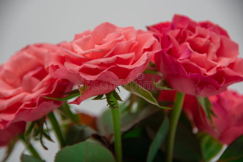 Close Up of Apricot Colored Roses Stock Photo - Image of inflorescence ...