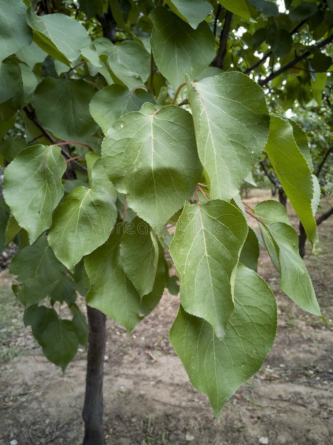 Apricot tree leaves stock image. Image of texture, close - 135410641