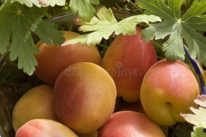 Organic apricots stock photo. Image of delicious, fruit - 15399860