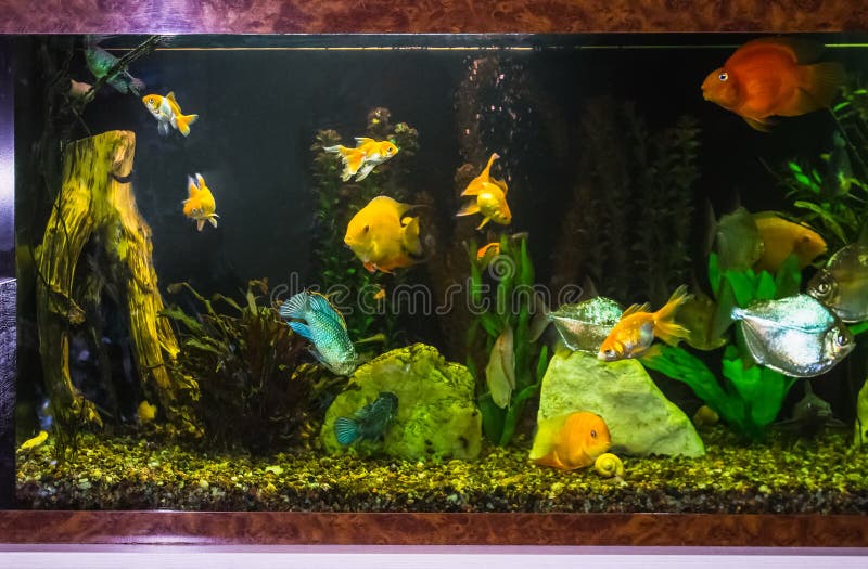 Close Up of Aquarium Tank Full of Fish Stock Image - Image of ...