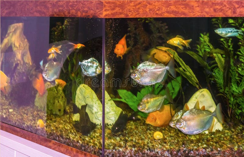 Close Up of Aquarium Tank Full of Fish Stock Photo - Image of fish ...