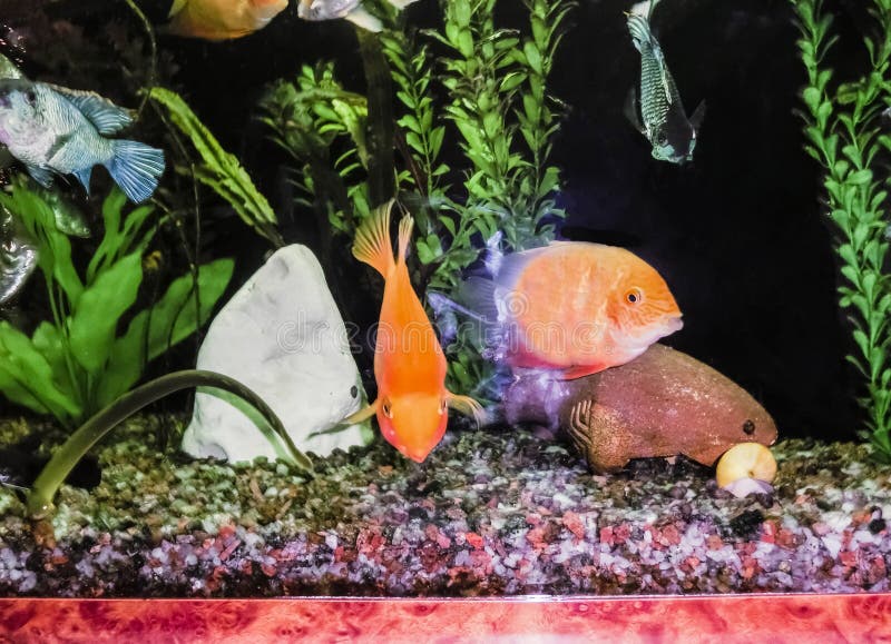 Close Up of Aquarium Tank Full of Fish Stock Image - Image of ...