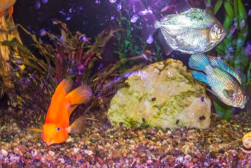 Close Up of Aquarium Tank Full of Fish Stock Image - Image of hobby ...