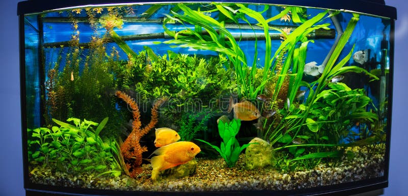 Close Up of Aquarium Tank Full of Fish Stock Photo - Image of house ...