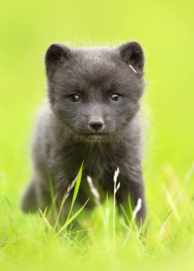 804 Baby Arctic Fox Photos - Free & Royalty-Free Stock Photos from ...
