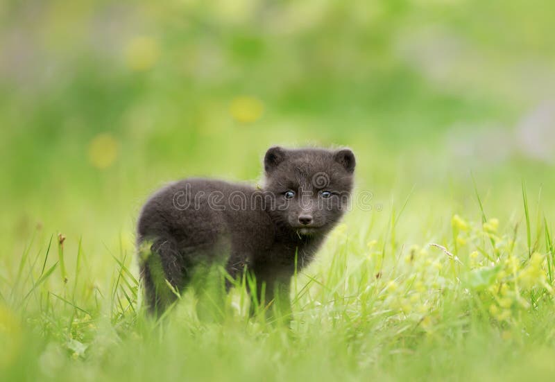 Close Up of Arctic Fox Cub in Meadow Stock Image - Image of iceland ...