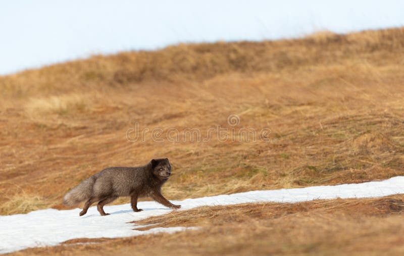 Close Up of an Arctic Fox Walking in Snow Stock Photo - Image of animal ...