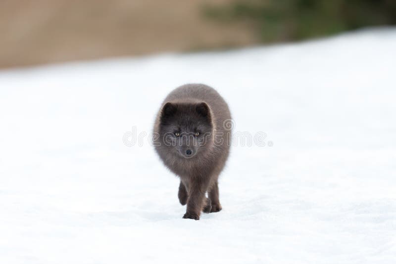 Close Up of an Arctic Fox Walking in Snow Stock Image - Image of adult ...