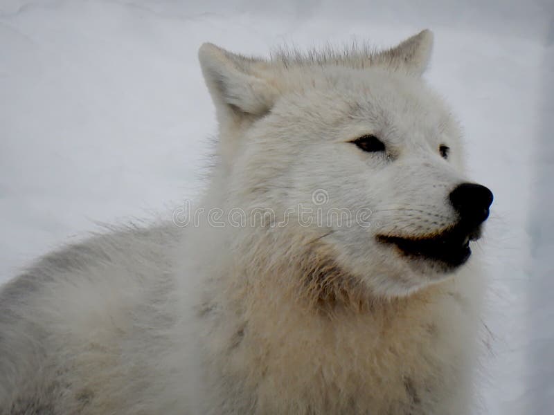 Arctic Wolf Eating stock image. Image of prey, arctic - 28165375