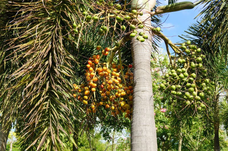 Areca catechu stock image. Image of betel, palmae, woods - 349244991