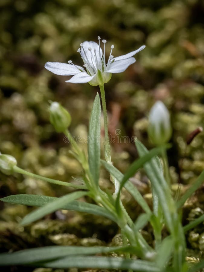 Close-up with Arenaria Hispida Flower Stock Photo - Image of botanical ...