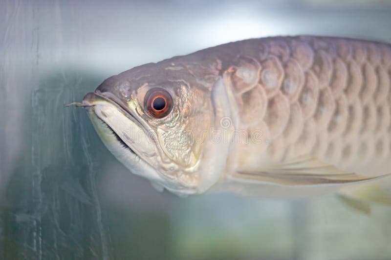 Close-up of Arowana in the Aquarium. Stock Image - Image of swim ...