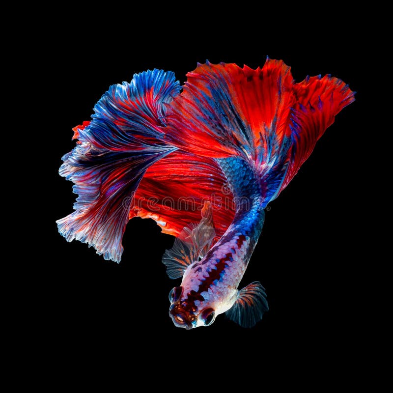 Close Up Art Movement of Betta Fish or Siamese Fighting Fish Stock ...