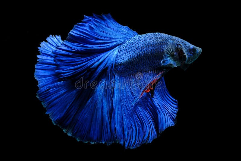 Close Up Art Movement of Blue Colour Betta Fish,Siamese Fighting Fish ...