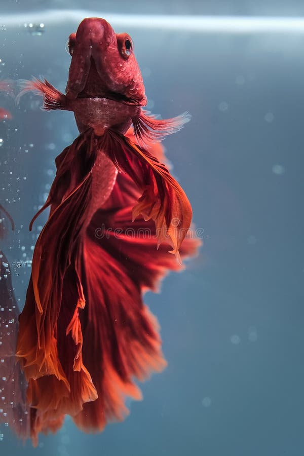 Close Up Art Movement of Red Colour Betta Fish,Siamese Fighting Fish on ...