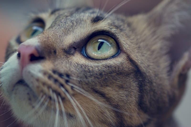 Close Up of a Asian Cats Eyes Stock Photo - Image of mammal, vision ...