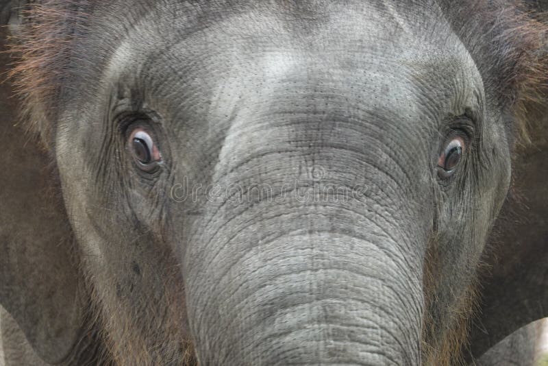Close Up Asian Elephant Face Stock Image - Image of cute, behaviour ...