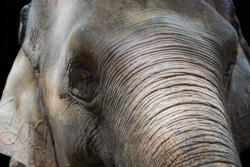 Close Up Asian Elephant Head ,Thailand Stock Photo - Image of close ...