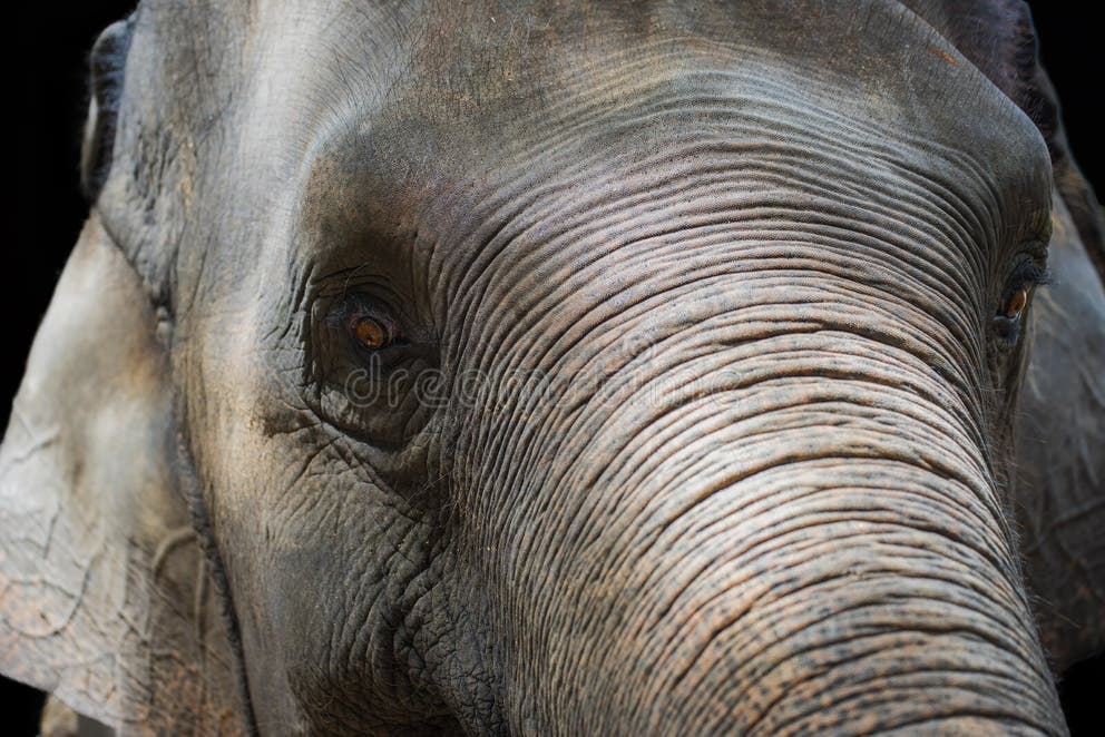 Close Up Asian Elephant Head ,Thailand Stock Photo - Image of close ...