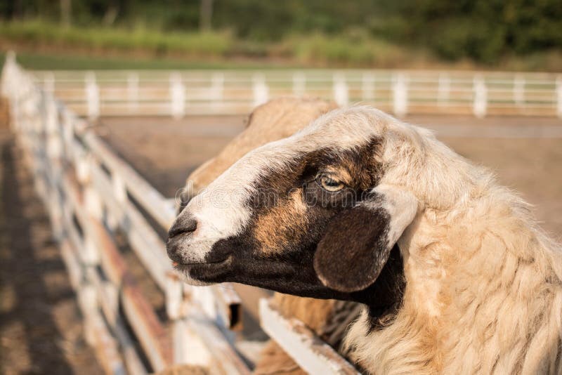 Asian sheep in pen stock image. Image of countryside - 106065171