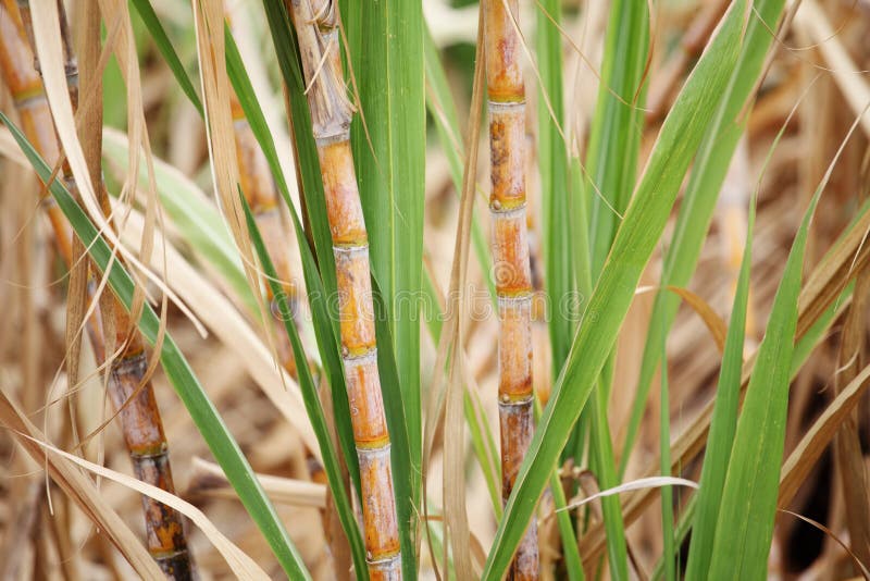 Close up Asian sweet cane stock photo. Image of yellow - 183363294