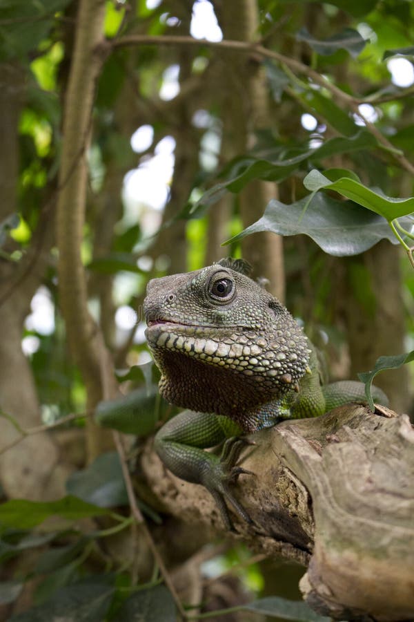 Close Up of an Asian Water Lizard Stock Photo - Image of frilled ...