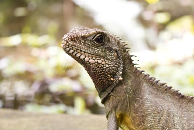 Close Up of an Asian Water Lizard Stock Photo - Image of frill, nature ...