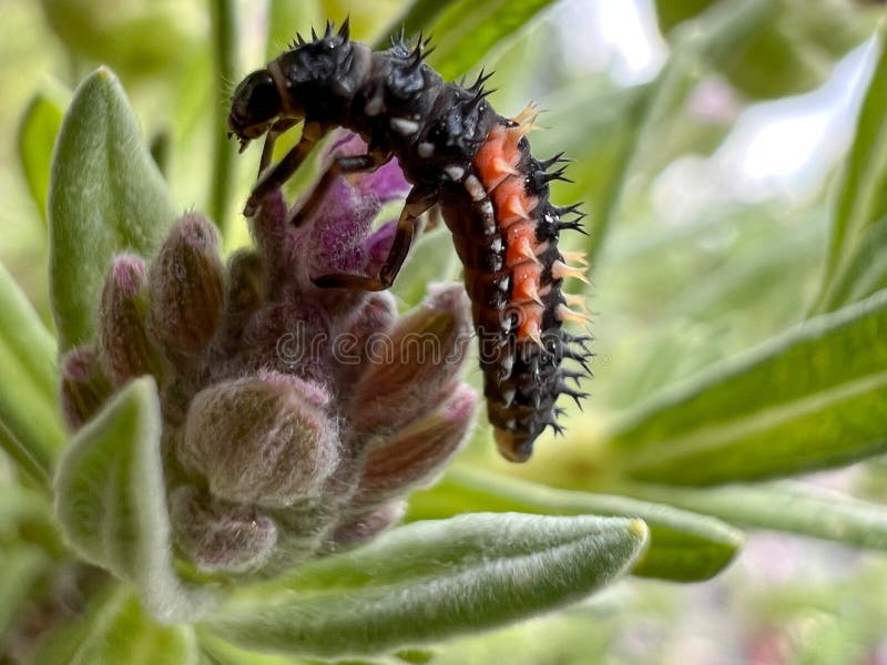 Close-up of an Asiatic Ladybird Larvae on a Leaf Stock Image - Image of ...