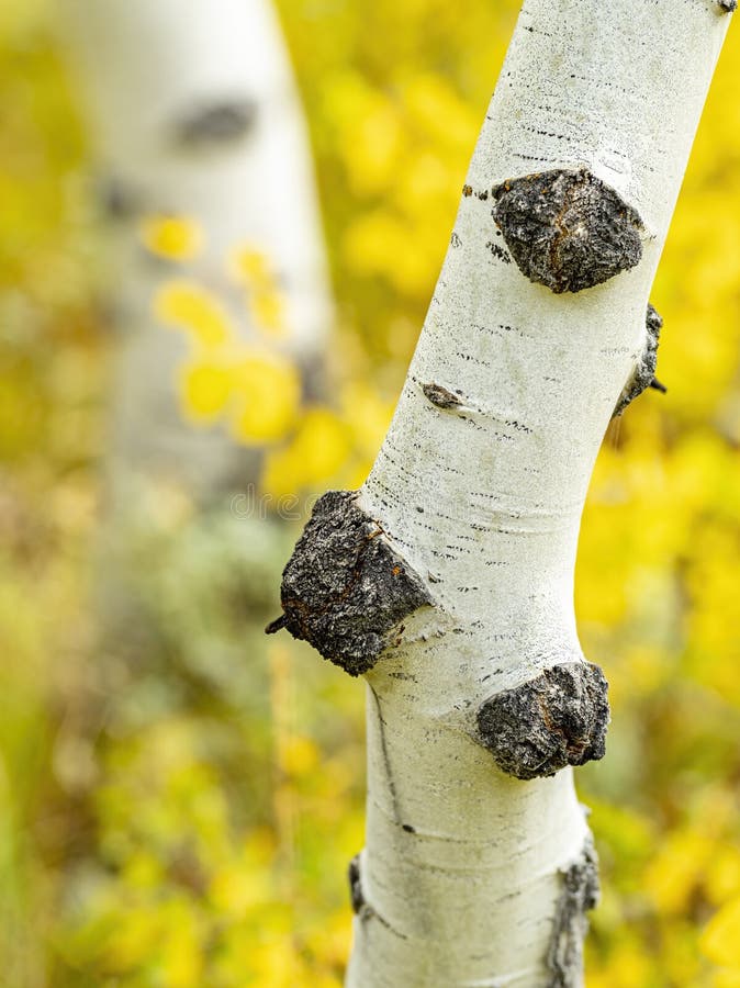 Close Up of an Aspen Tree with Fall Color Stock Photo - Image of autumn ...