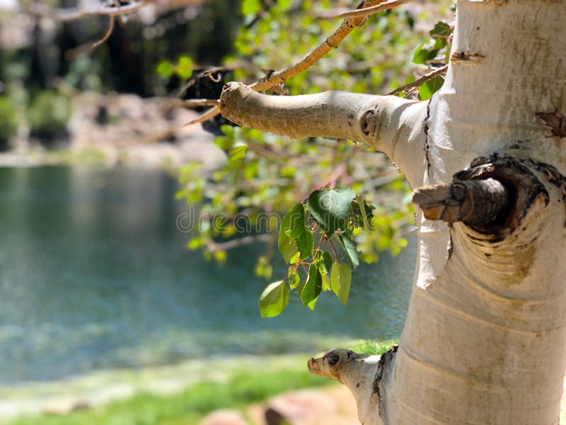 Close Up of an Aspen Tree Next To a Lake Stock Photo - Image of north ...