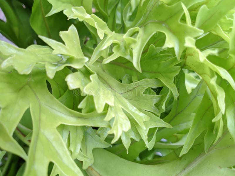 Close-up of Asplenium Scolopendrium Leaves Stock Photo - Image of color ...