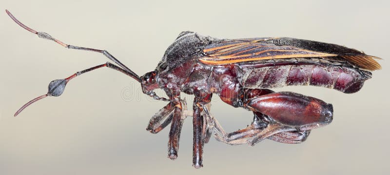 A Close Up of an Assassin Bug Stock Photo - Image of predator, rostrum ...