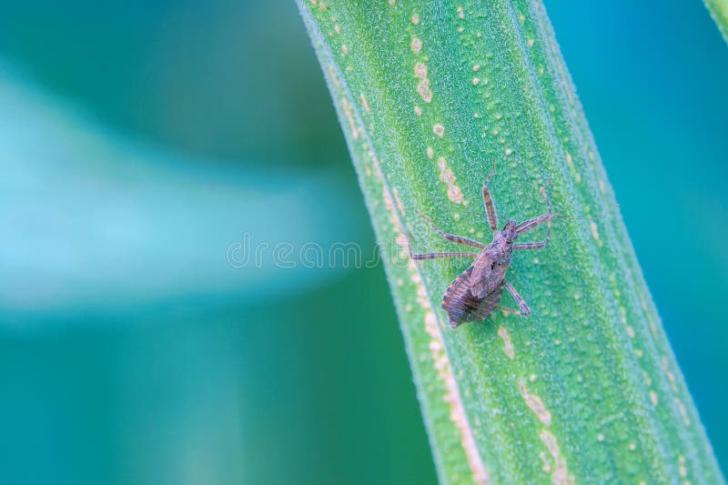 Assassin bug nymph stock image. Image of reduviidae - 280570853
