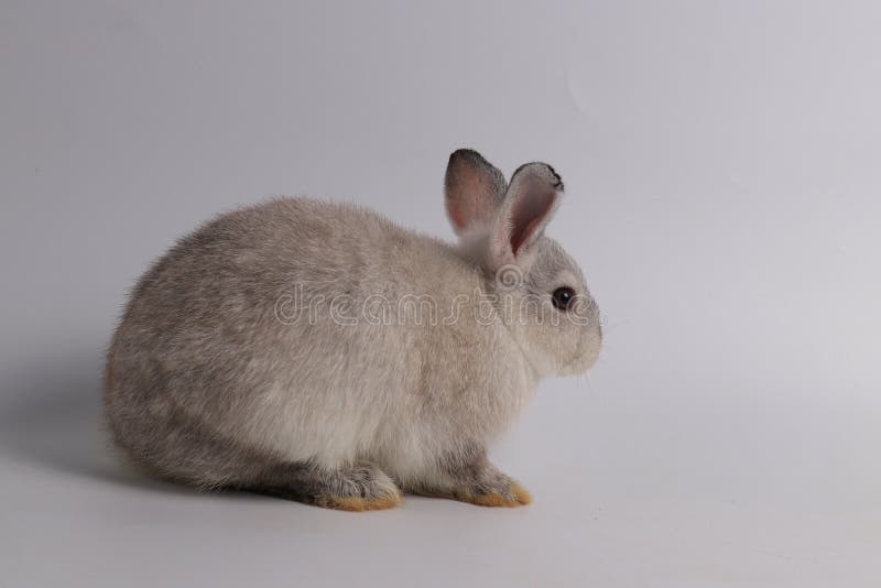 Close Up Aster Bunny Rabbit Stock Photo - Image of close, cute: 197022702