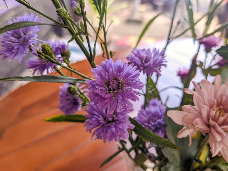 A Close Up of Aster Flower. for Flower Background or Wallpaper Stock ...