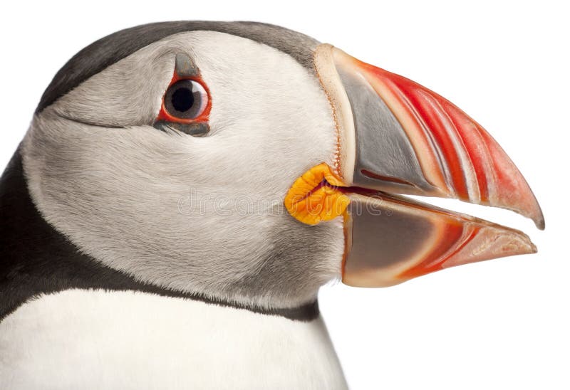 Close-up of Atlantic Puffin Eye or Common Puffin Stock Photo - Image of ...