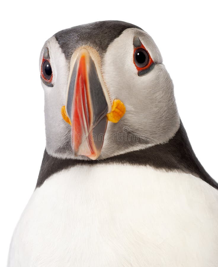 Close-up of Atlantic Puffin Eye or Common Puffin Stock Photo - Image of ...