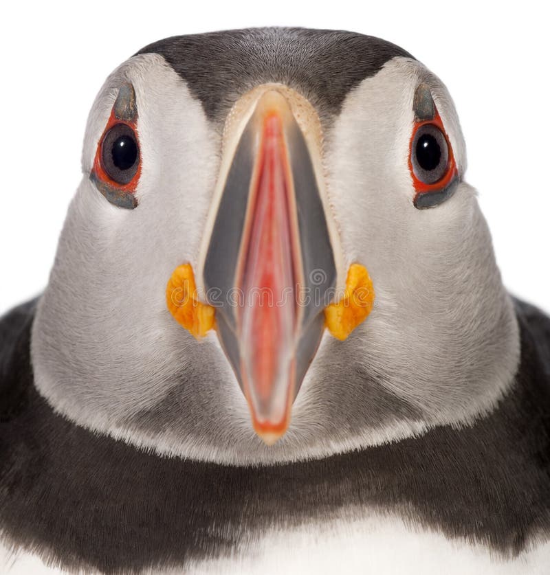 Close-up of Atlantic Puffin Eye or Common Puffin Stock Photo - Image of ...