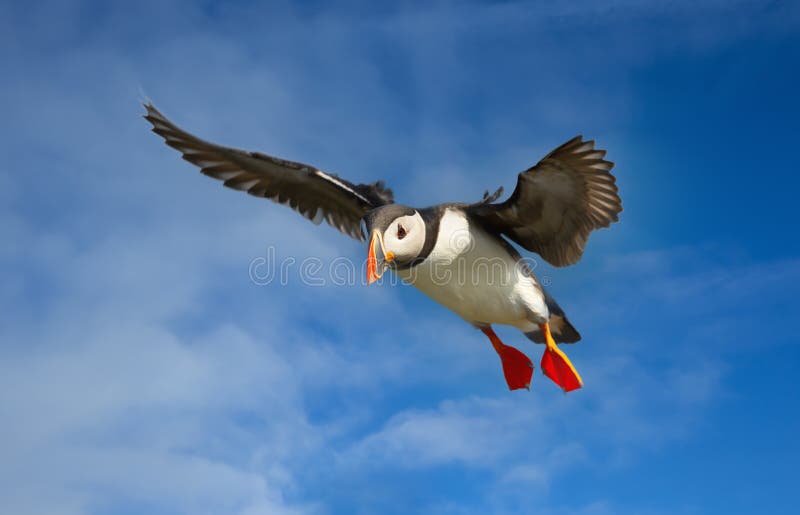 Close Up of an Atlantic Puffin in Flight Stock Image - Image of arctica ...