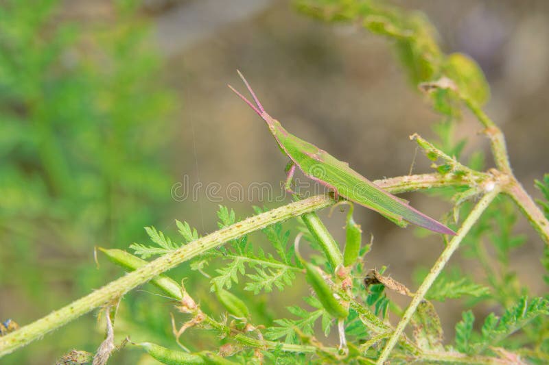 Atractomorpha Lata / Grasshopper Stock Photo - Image of mating ...