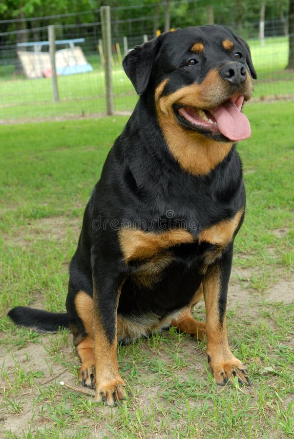 Rottweiler Sitting in Close-up Stock Photo - Image of animal, mammal ...