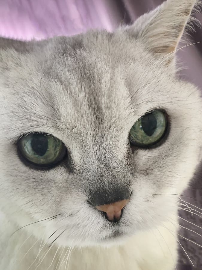 Close-up of of Attentive Light Grey Cat with Serious Gaze Stock Image ...