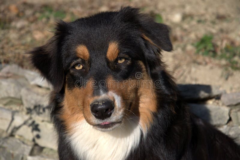 Close up of Aussie Dog stock image. Image of face, fence - 22309569