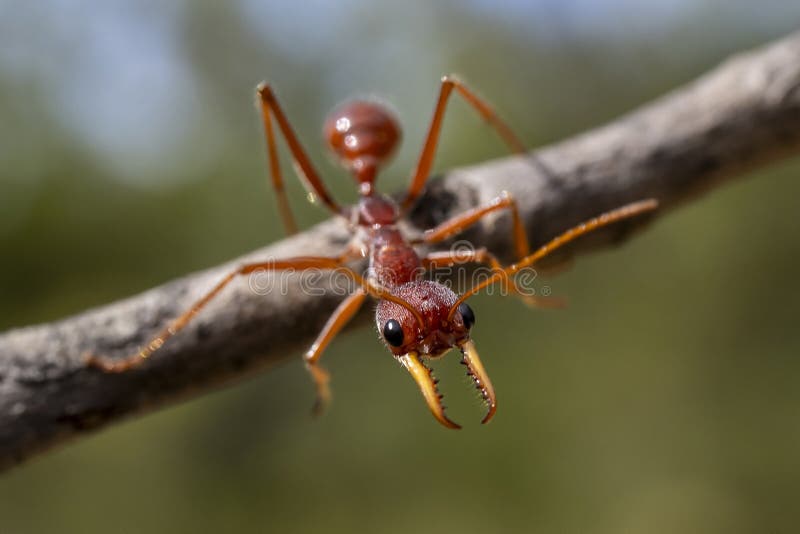 Australian Bull Ant stock photo. Image of nature, wildlife - 369176494