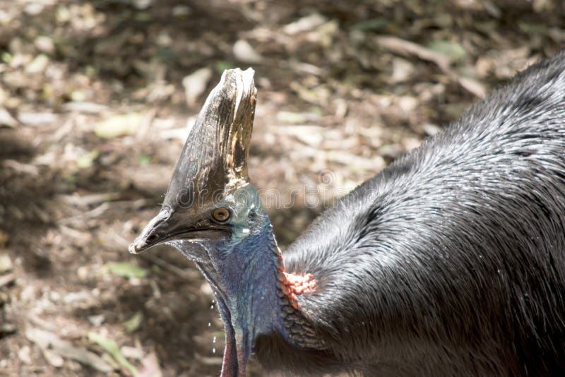 Australian cassowary stock photo. Image of cassowary - 27869934