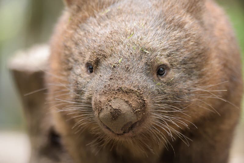 The Common Wombat is Brown and Furry Stock Image - Image of mammal ...