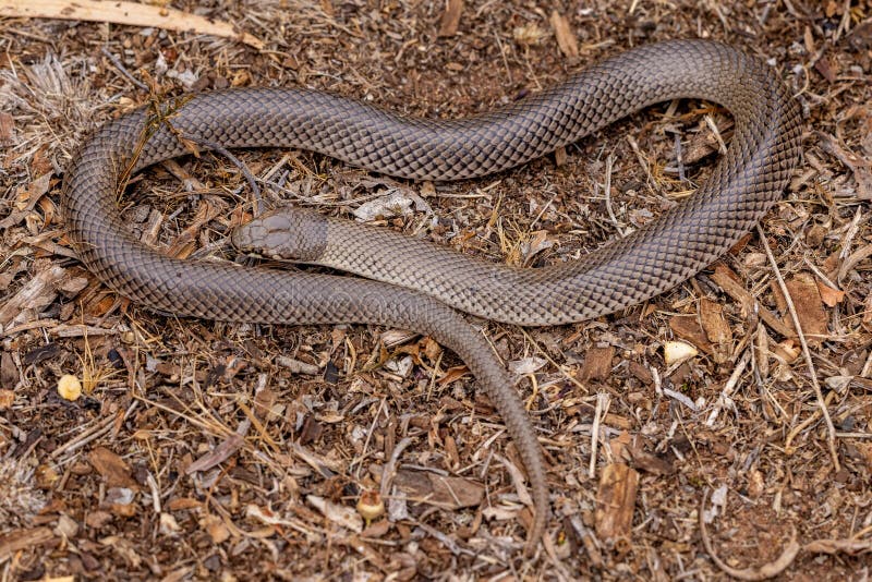 Australian Curl Snake stock photo. Image of australian - 294700458