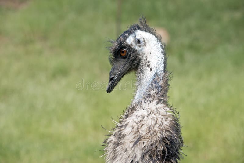 Australian emu close up stock image. Image of feathers - 104153151