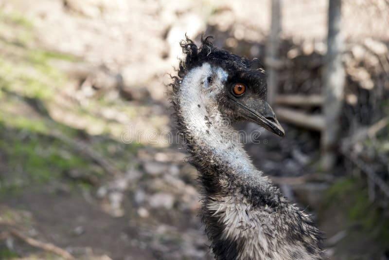 An Australian emu stock image. Image of feathers, long - 119323205