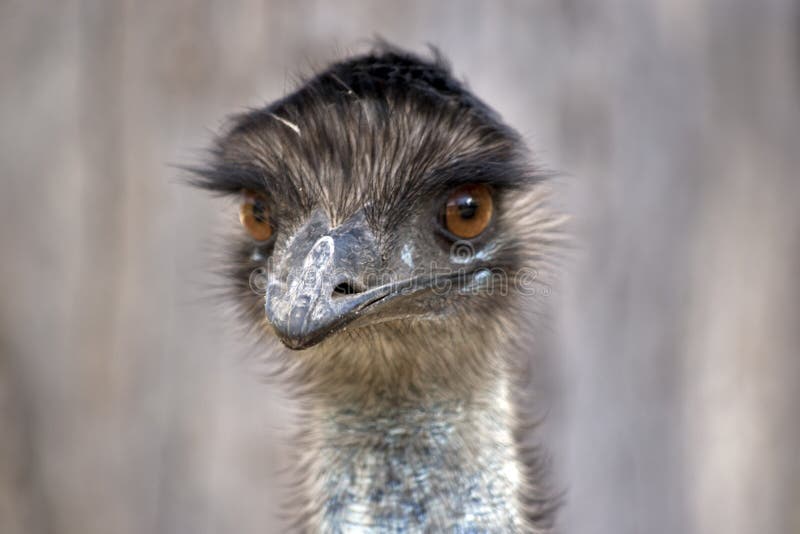 An Australian emu stock image. Image of wildlife, australia - 140337223